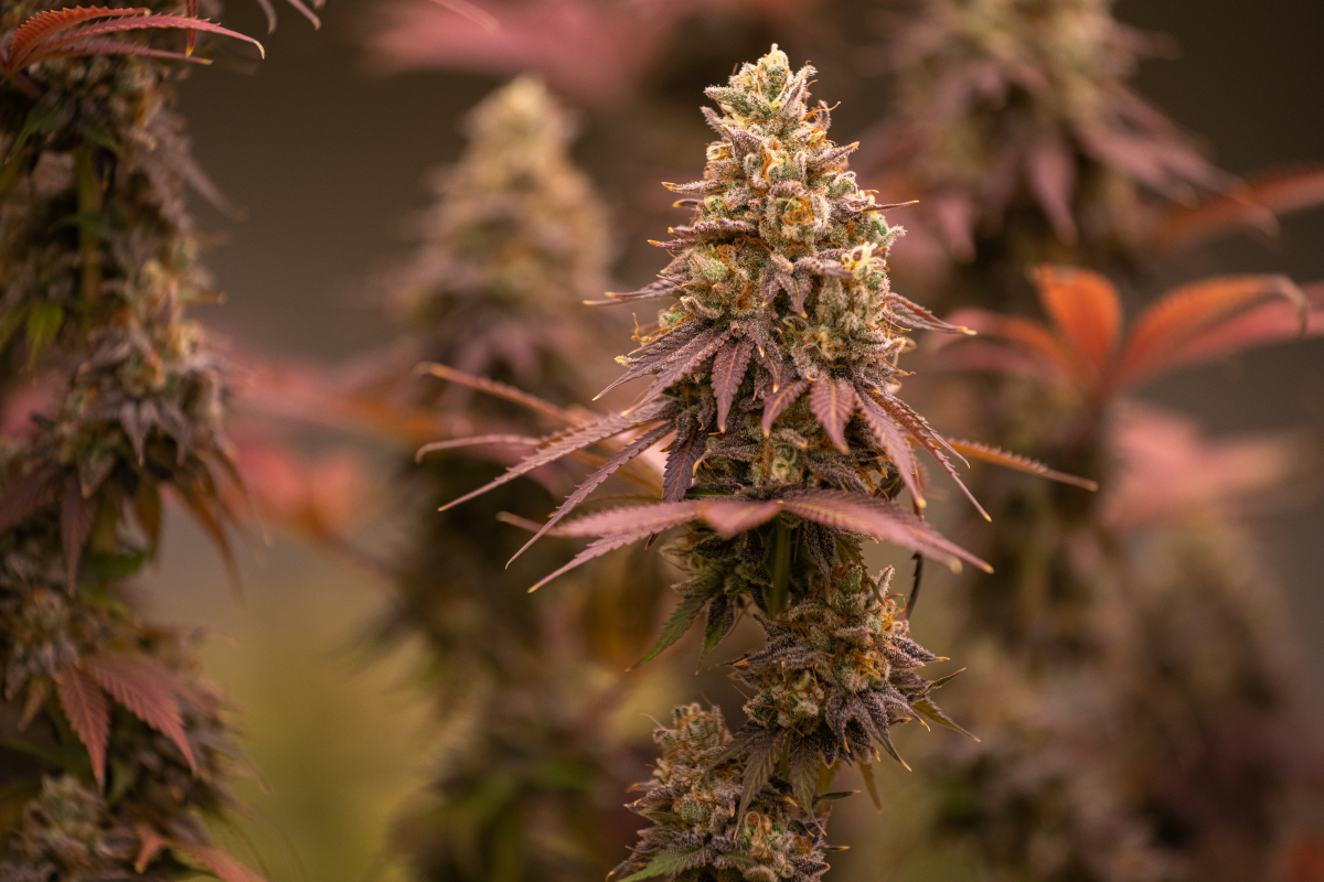 A New Look at an Ancient Pain Remedy - NYAS